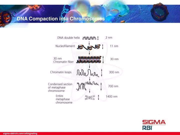 PPT - DNA Compaction into Chromosomes PowerPoint Presentation, free ...