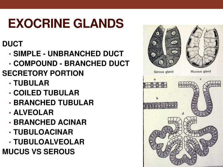 PPT - Epithelium and glands PowerPoint Presentation - ID:2749072