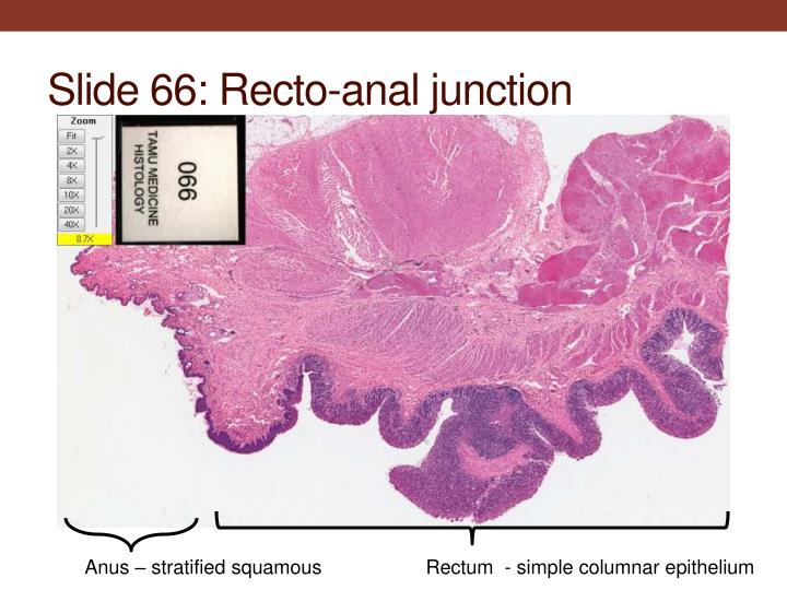 PPT - Epithelium and glands PowerPoint Presentation - ID:2749072