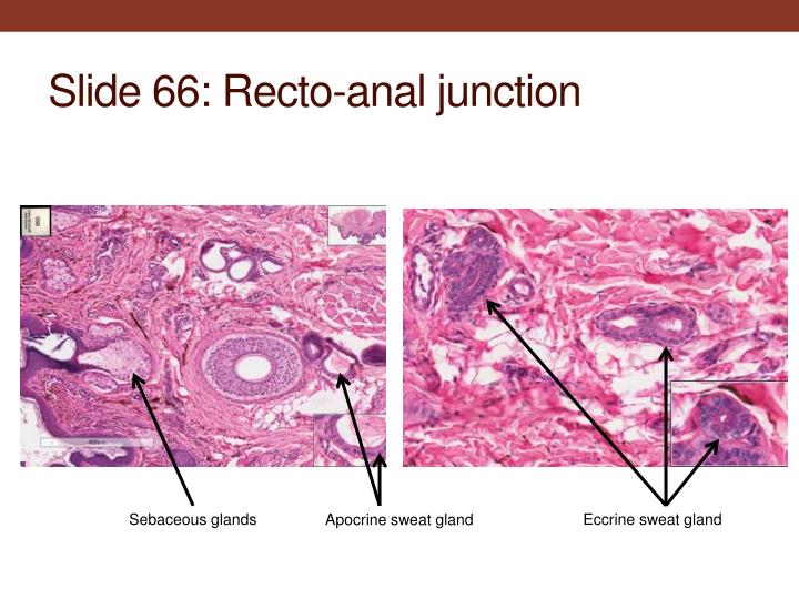 PPT - Epithelium and glands PowerPoint Presentation - ID:2749072