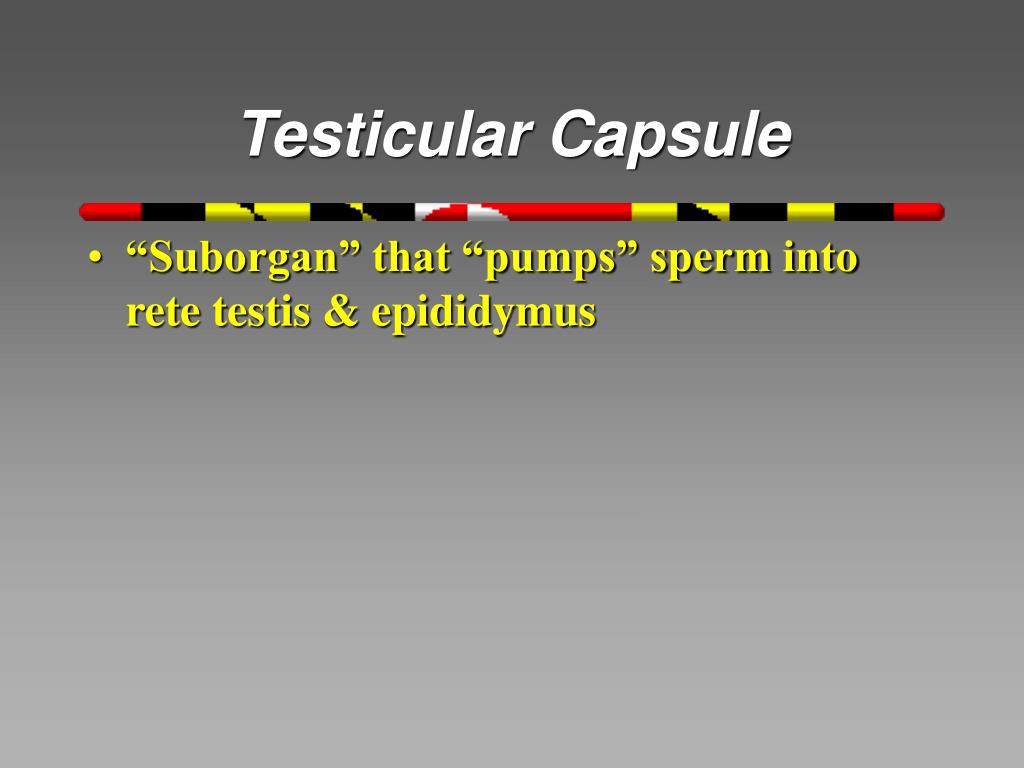 PPT - Female & Male Anatomy PowerPoint Presentation, free download - ID ...