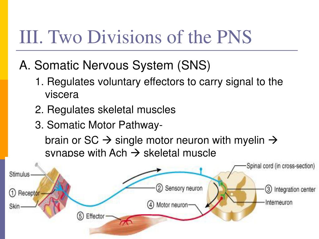 PPT - The Peripheral Nervous System (PNS) PowerPoint Presentation, free ... PPT - The Peripheral Nervous System (PNS) PowerPoint Presentation, free ...