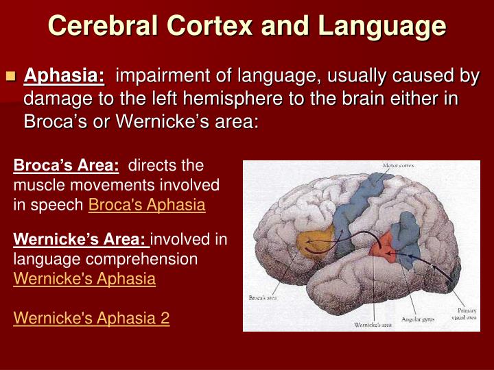 PPT - Frontal Lobe and Phineus Gage PowerPoint Presentation - ID:2749513