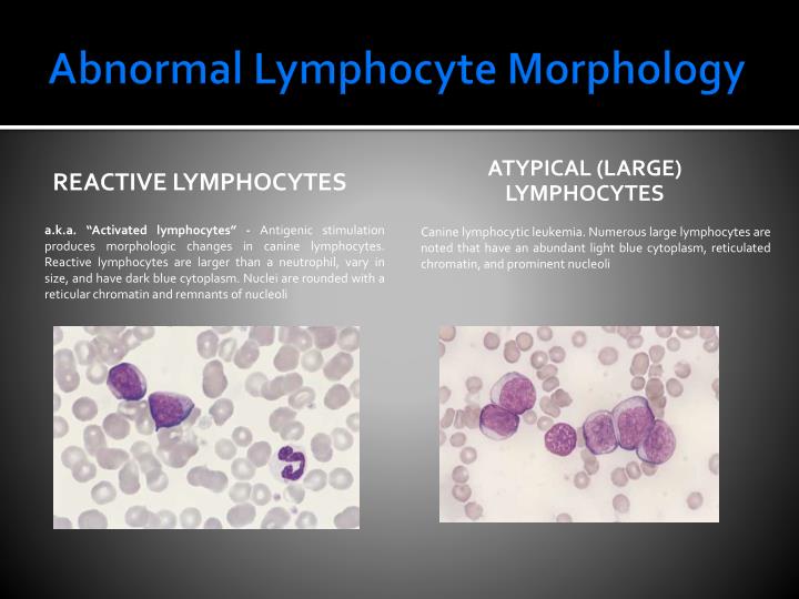 PPT - Leukocytes WBC Morphology Clinical Pathology VTHT 2323 Lori ...