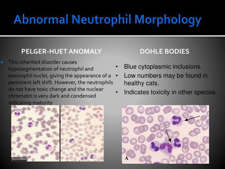 PPT - Leukocytes WBC Morphology Clinical Pathology VTHT 2323 Lori ...