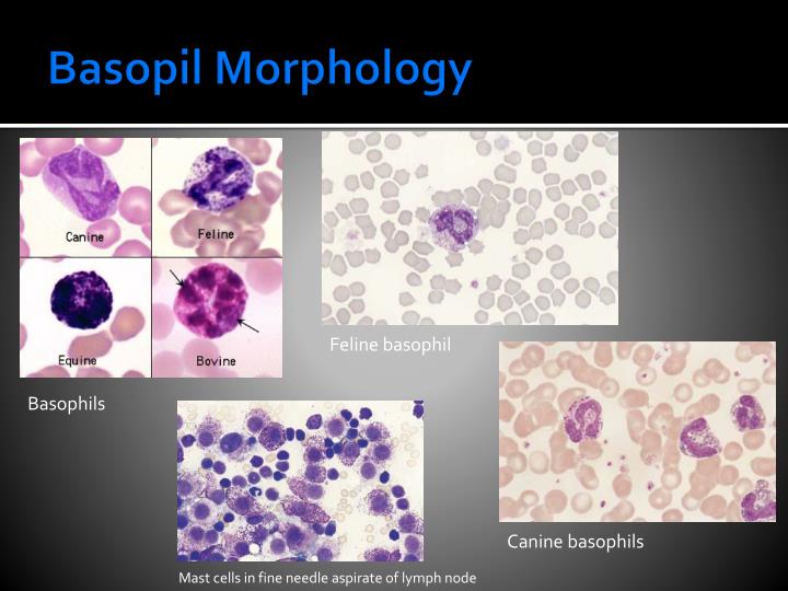 PPT - Leukocytes WBC Morphology Clinical Pathology VTHT 2323 Lori ...