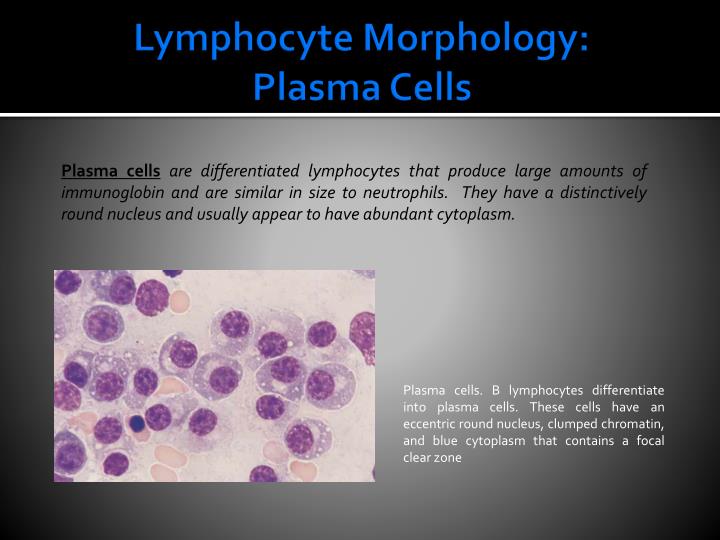 PPT - Leukocytes WBC Morphology Clinical Pathology VTHT 2323 Lori ...