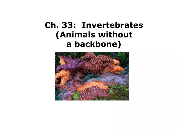PPT - Ch. 33: Invertebrates (Animals without a backbone) PowerPoint ...