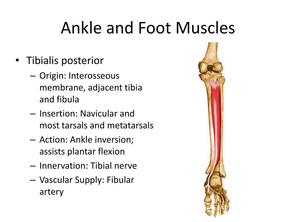 PPT - Knee (Tibiofemoral) Joint and Foot PowerPoint Presentation, free ...