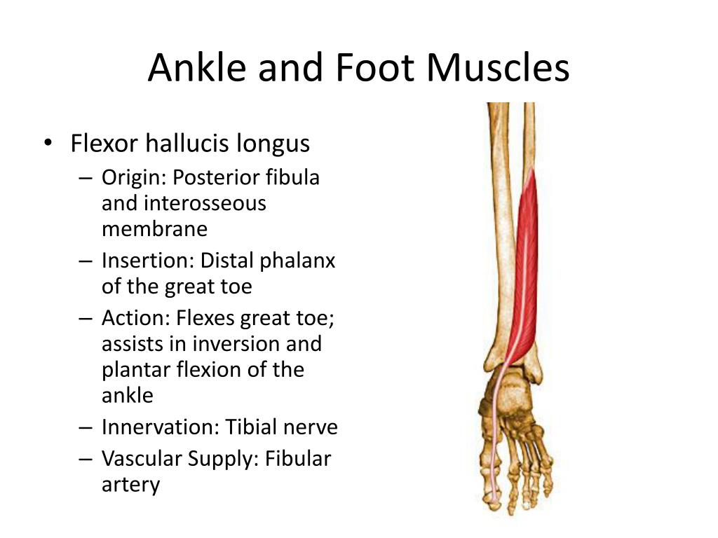 PPT - Knee (Tibiofemoral) Joint and Foot PowerPoint Presentation, free ...