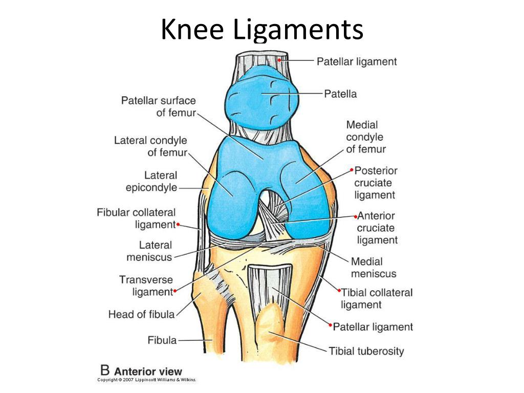 PPT - Knee (Tibiofemoral) Joint and Foot PowerPoint Presentation, free ...