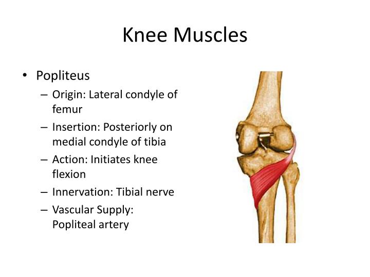 PPT - Knee (Tibiofemoral) Joint and Foot PowerPoint Presentation - ID ...