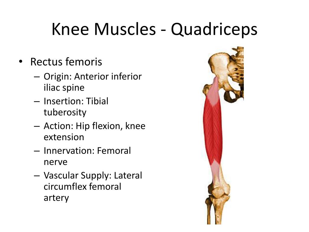 Quadriceps Muscles Test