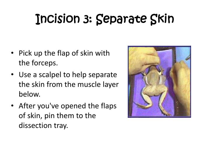 PPT - Frog Dissection PowerPoint Presentation - ID:2750312