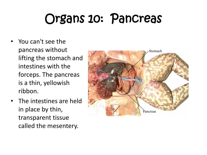 PPT - Frog Dissection PowerPoint Presentation - ID:2750312