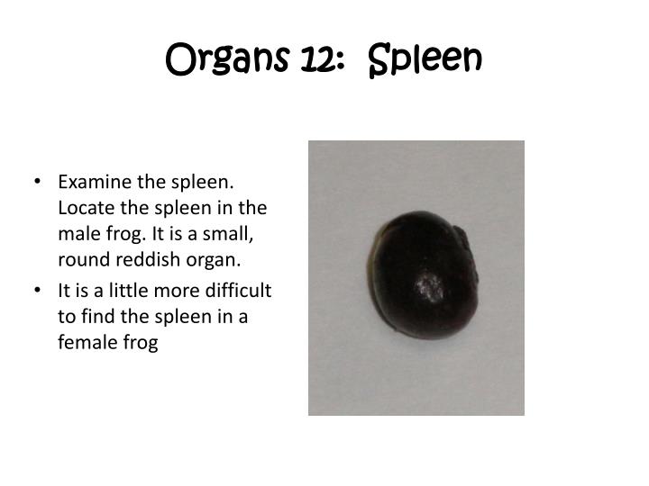 PPT - Frog Dissection PowerPoint Presentation - ID:2750312