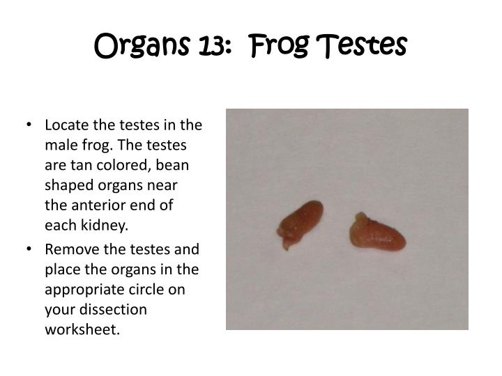 PPT - Frog Dissection PowerPoint Presentation - ID:2750312