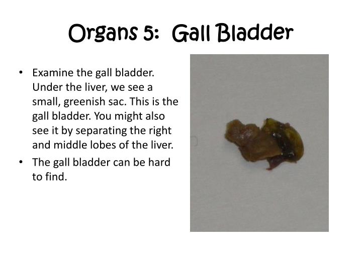 PPT - Frog Dissection PowerPoint Presentation - ID:2750312