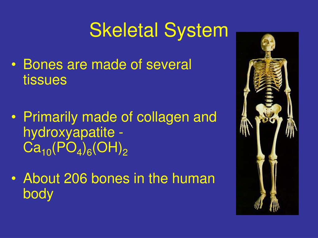 PPT The Skeletal System PowerPoint Presentation Free Download ID PPT The Skeletal System PowerPoint Presentation Free Download ID