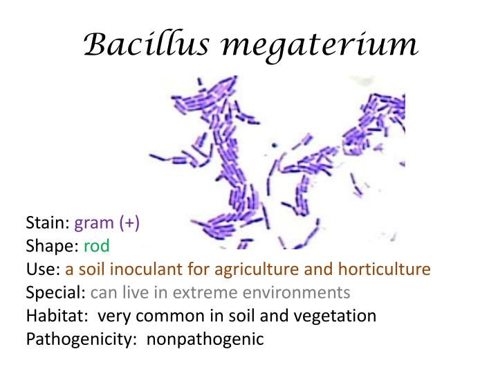 PPT - What should you have seen under the microscope? Activity 5.1.4 ...