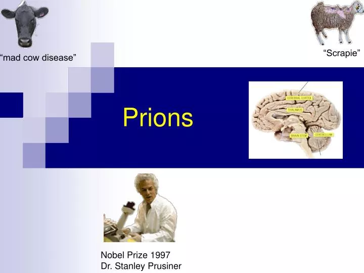 PPT - Prions PowerPoint Presentation, free download - ID:2750975