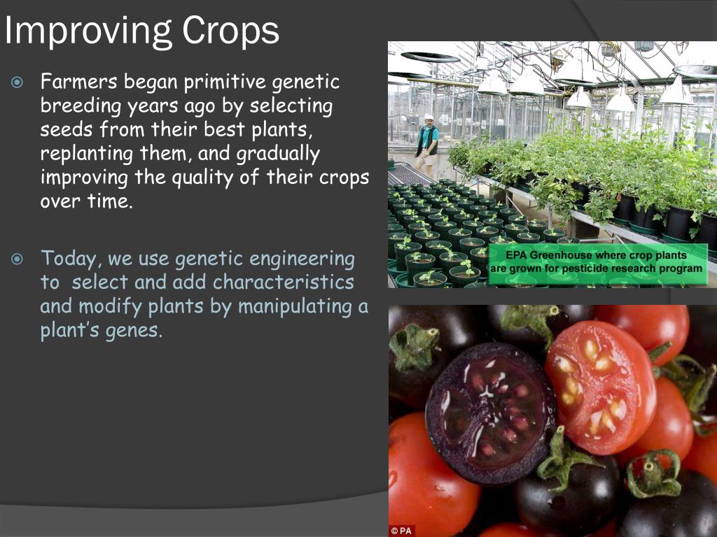 PPT - Biology 11.3 Genetic Engineering in Agriculture PowerPoint ...