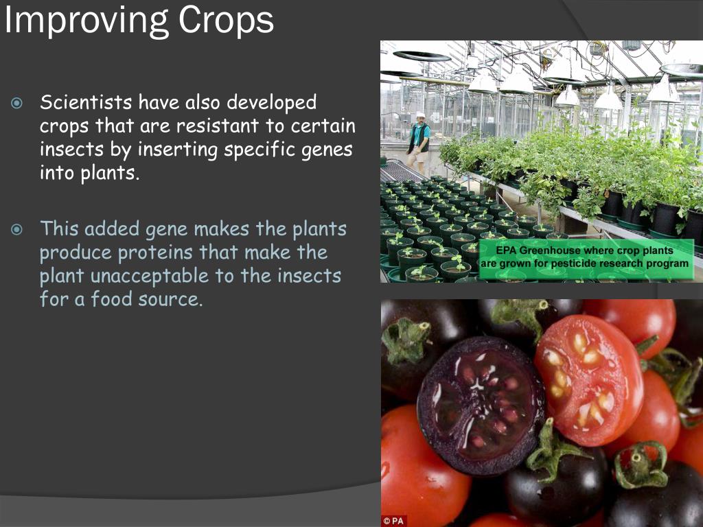 PPT - Biology 11.3 Genetic Engineering in Agriculture PowerPoint ...