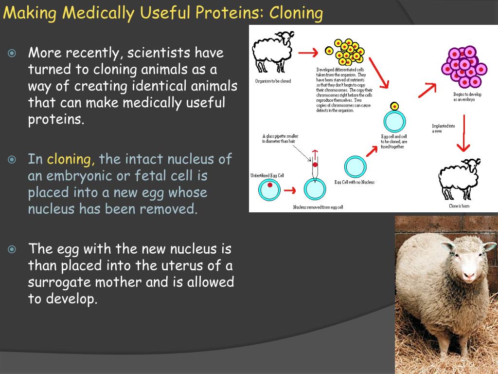 PPT - Biology 11.3 Genetic Engineering in Agriculture PowerPoint ...