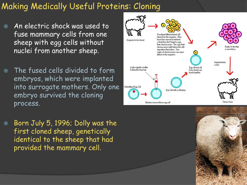 PPT - Biology 11.3 Genetic Engineering in Agriculture PowerPoint ...