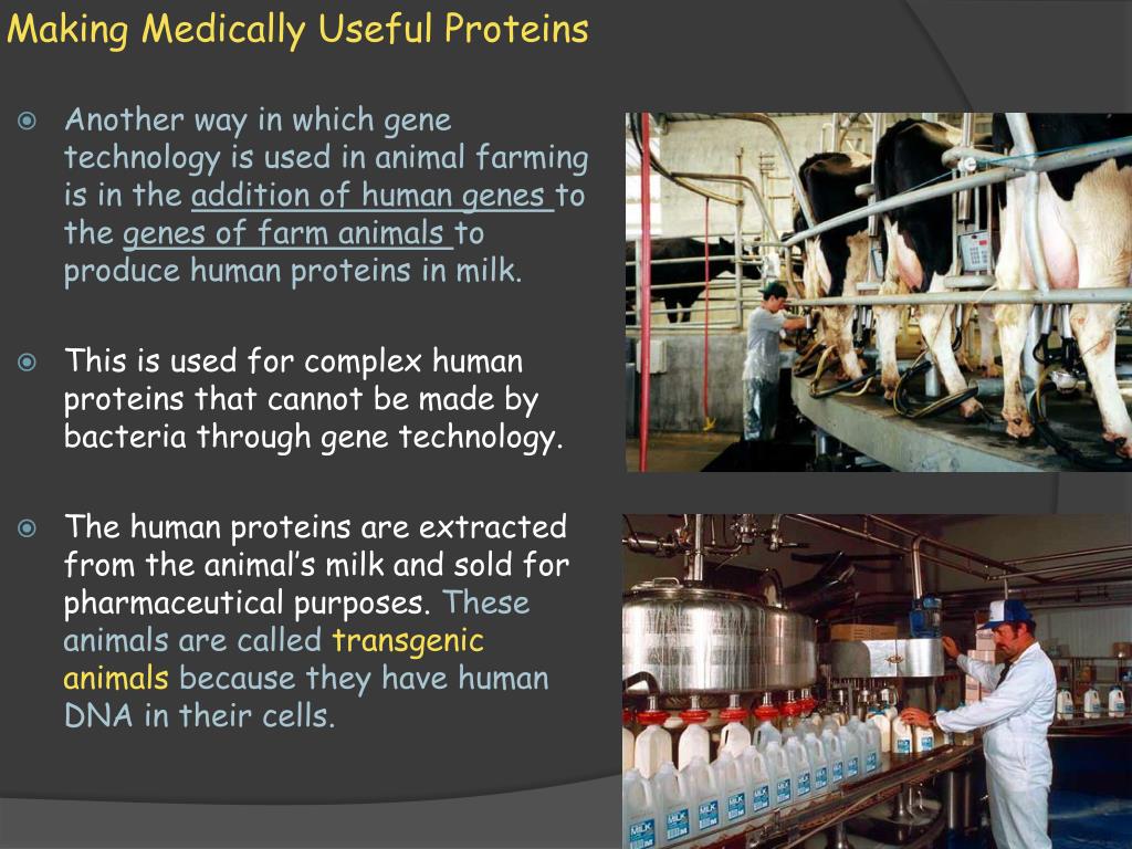 PPT - Biology 11.3 Genetic Engineering in Agriculture PowerPoint ...