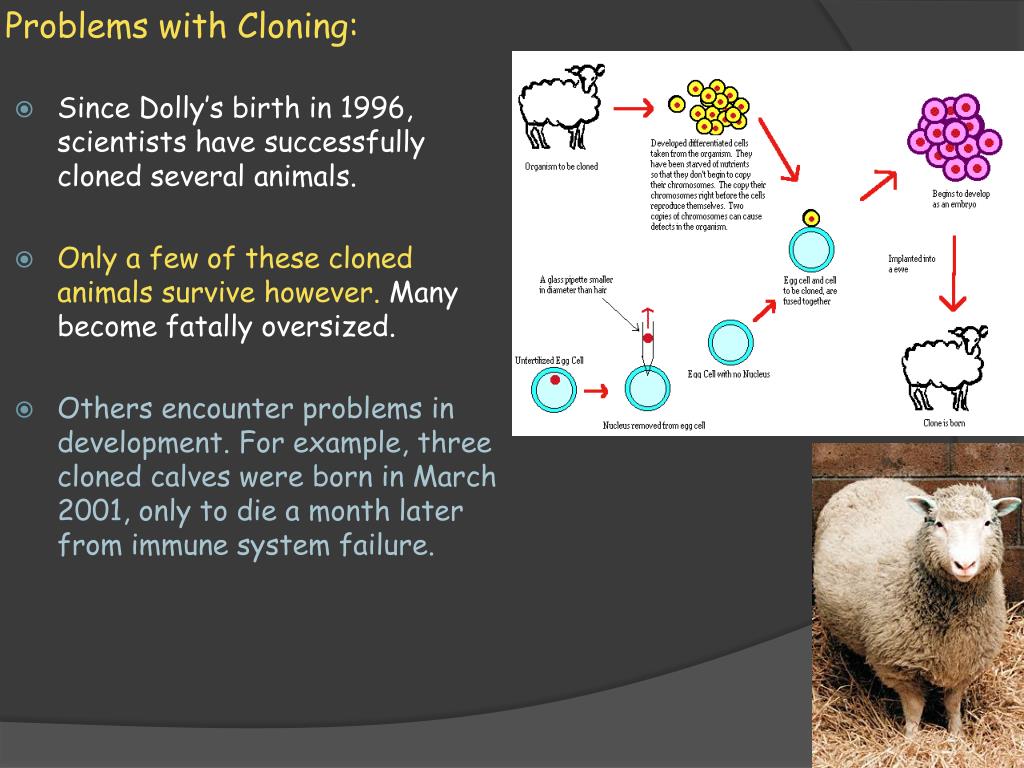 PPT - Biology 11.3 Genetic Engineering in Agriculture PowerPoint ...