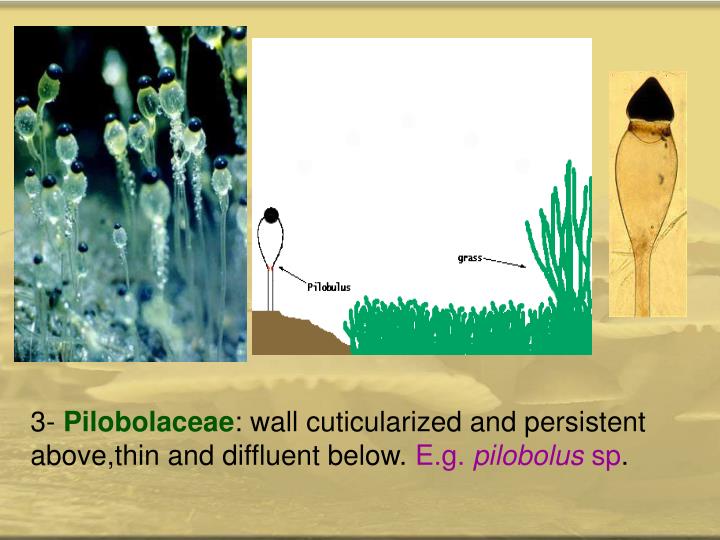 PPT - Zygomycota PowerPoint Presentation - ID:2751809