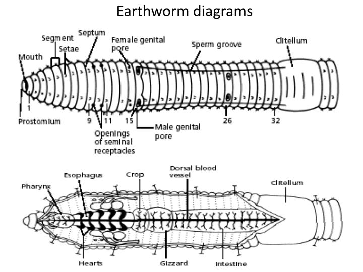 PPT - Classification: Chapter 17 Taxonomy 6 Kingdoms Dissection notes ...