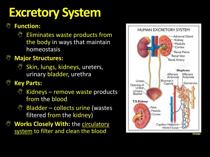 PPT - The Body Systems PowerPoint Presentation - ID:2753689