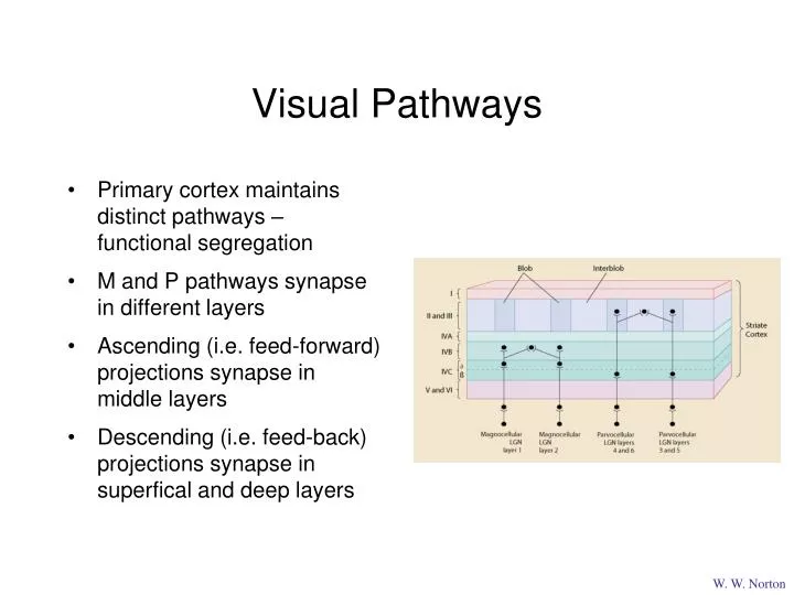 PPT - Visual Pathways PowerPoint Presentation, free download - ID:2753775