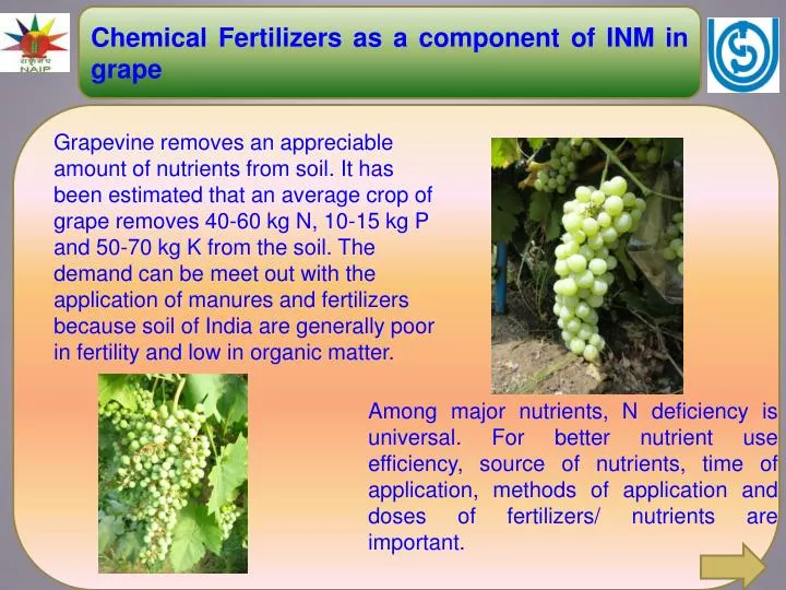 PPT - Chemical Fertilizers as a component of INM in grape PowerPoint ...
