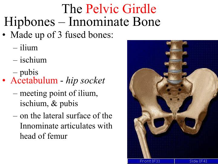 PPT - The Appendicular Skeleton PowerPoint Presentation - ID:2754774