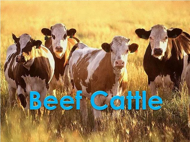 PPT - Beef Cattle PowerPoint Presentation, free download - ID:2755024