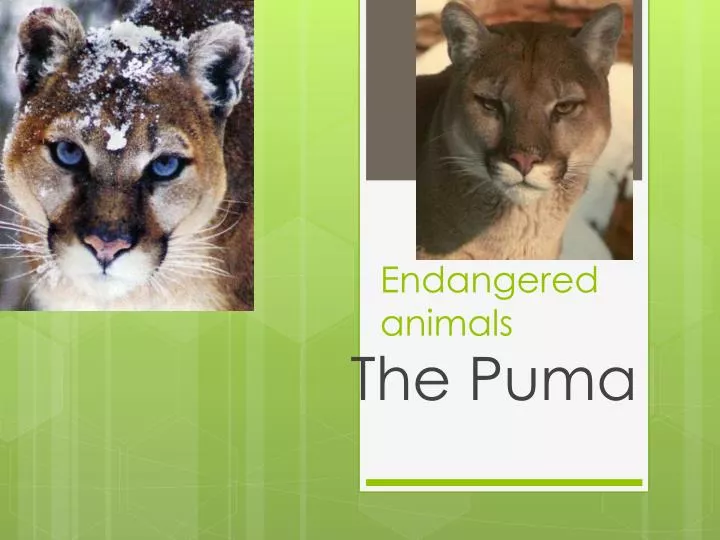 PPT - Endangered animals PowerPoint Presentation, free download - ID ...
