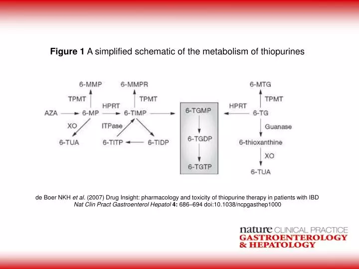 PPT - Figure 1 A simplified schematic of the metabolism of thiopurines ...