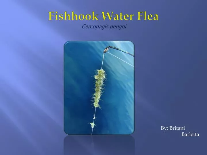 PPT - Fishhook Water Flea Cercopagis pengoi PowerPoint Presentation ...