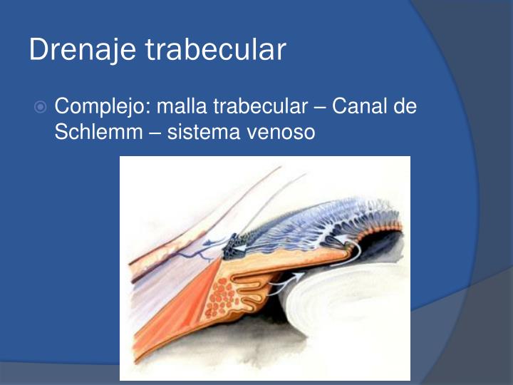 PPT - Fisiología del humor acuoso PowerPoint Presentation - ID:2757703