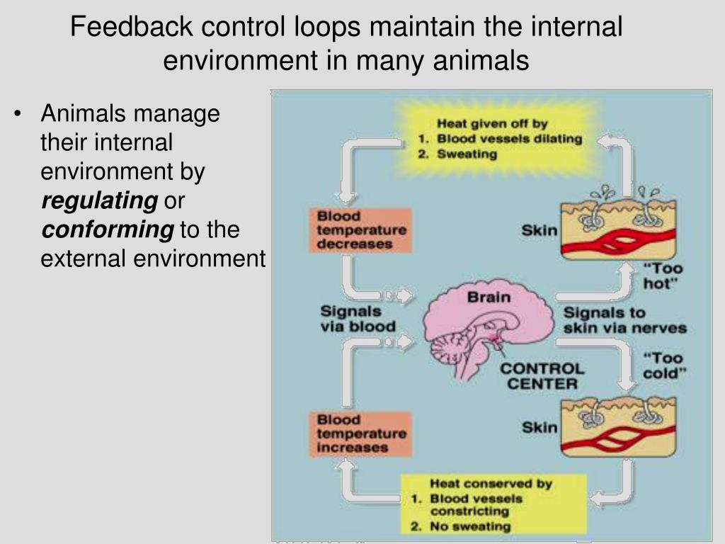 PPT - What things to animals do to maintain homeostasis? PowerPoint ...