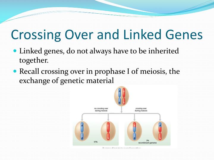PPT - Gene-Linked Traits PowerPoint Presentation - ID:2758645
