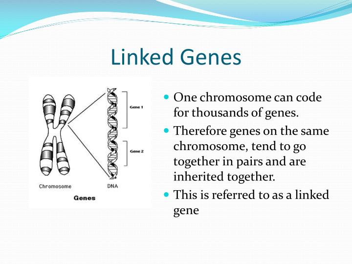 PPT - Gene-Linked Traits PowerPoint Presentation - ID:2758645