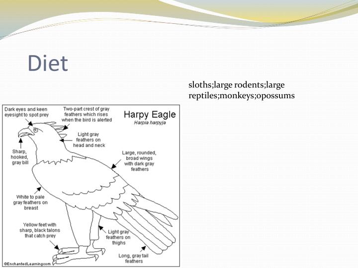 PPT - Harpy eagle and life cycle PowerPoint Presentation - ID:2759180