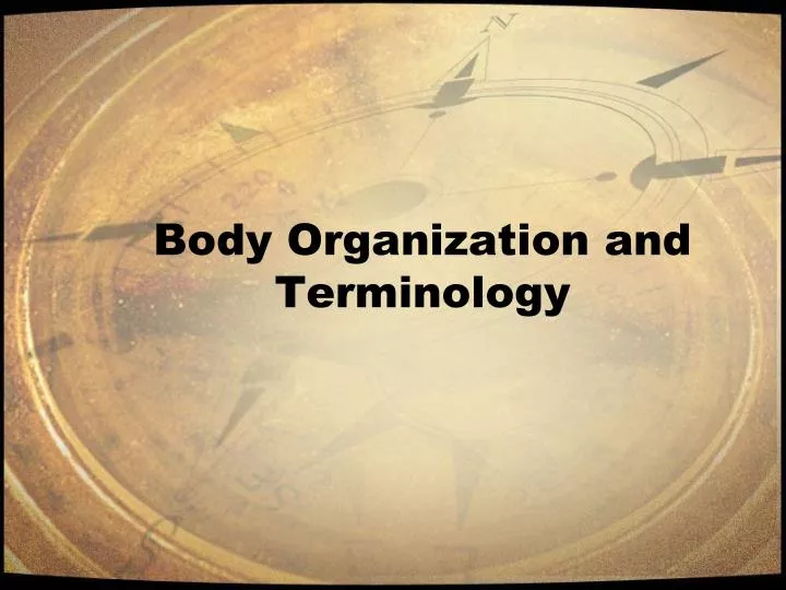 PPT - Body Organization and Terminology PowerPoint Presentation, free ... PPT - Body Organization and Terminology PowerPoint Presentation, free ...