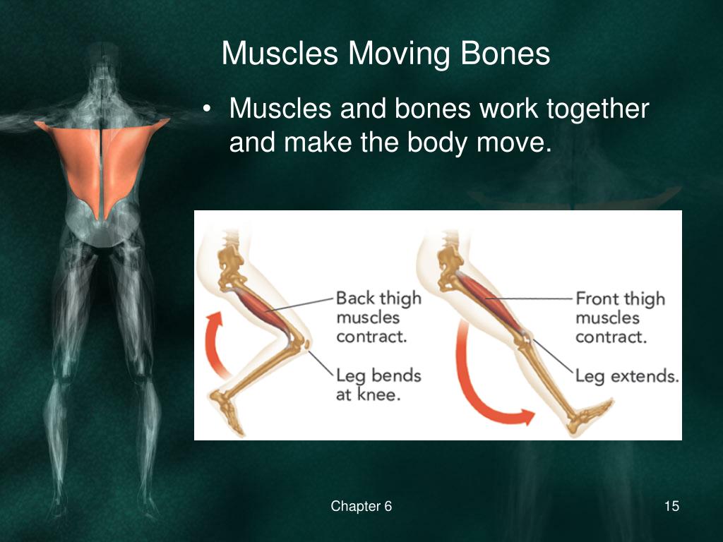 PPT Directional Planes And Muscular System PowerPoint Presentation PPT Directional Planes And Muscular System PowerPoint Presentation