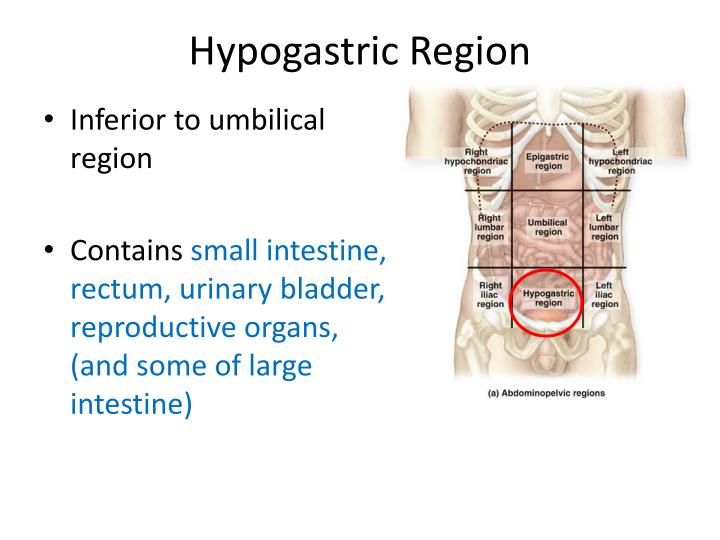 PPT - Body Cavities PowerPoint Presentation - ID:2759699