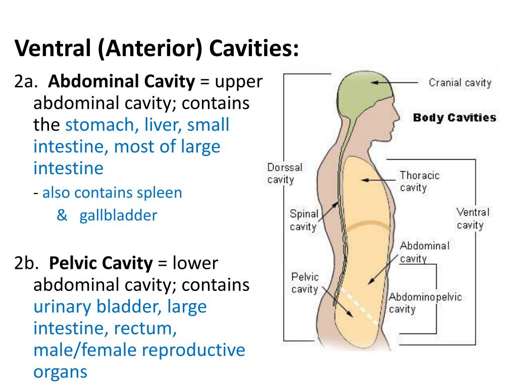 Ppt Body Cavities Powerpoint Presentation Free Download Id 2759699
